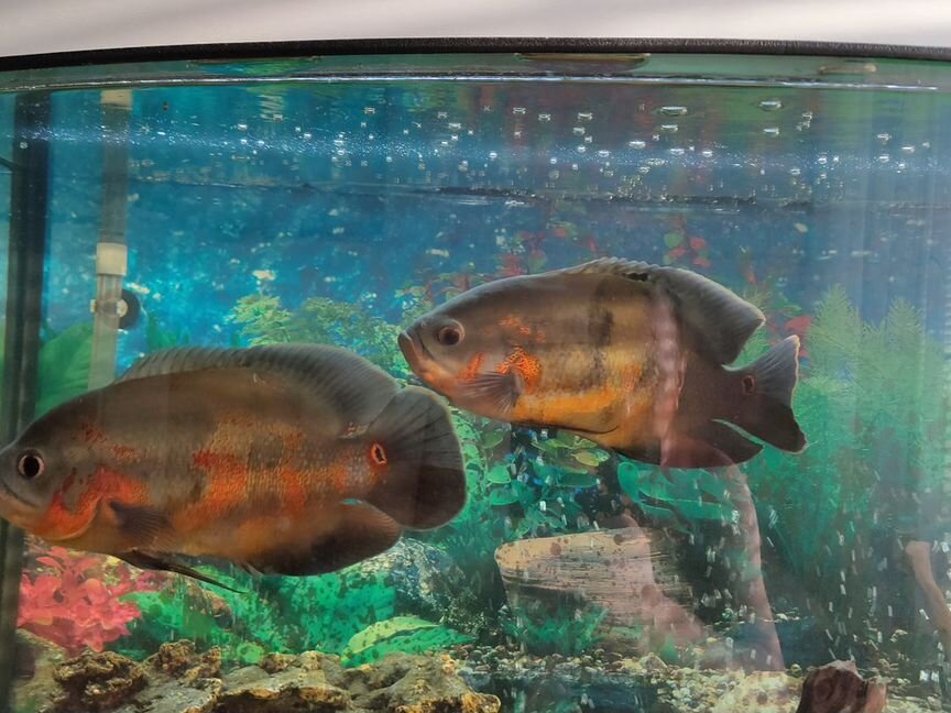 Аквариумные рыбки отдам бесплатно