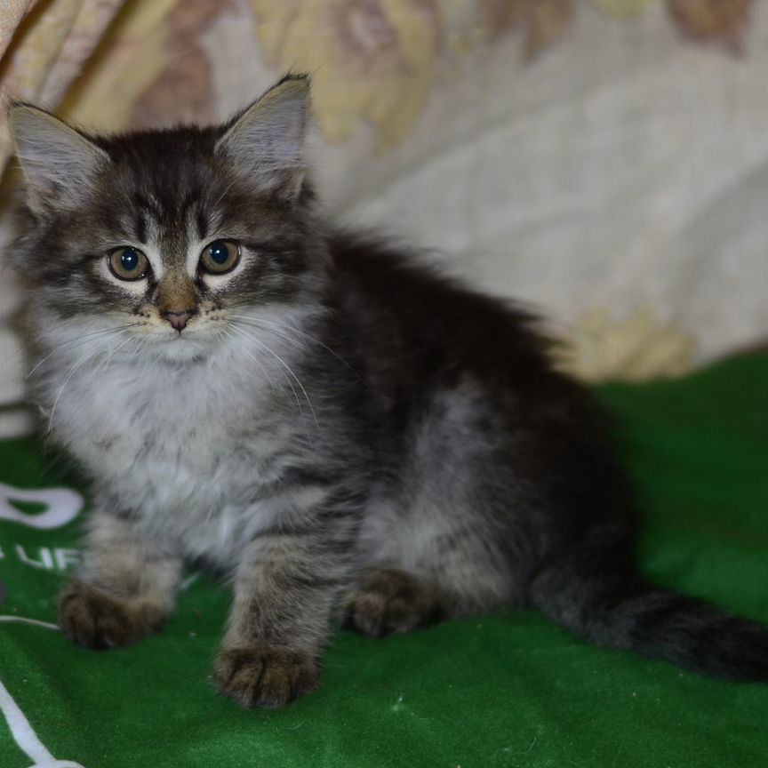 Пушистые котята