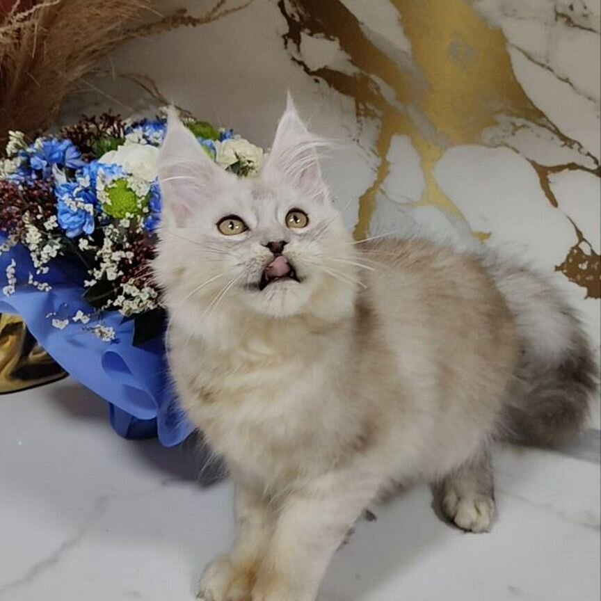 Котик ns 25 pale silver (shaded line)
