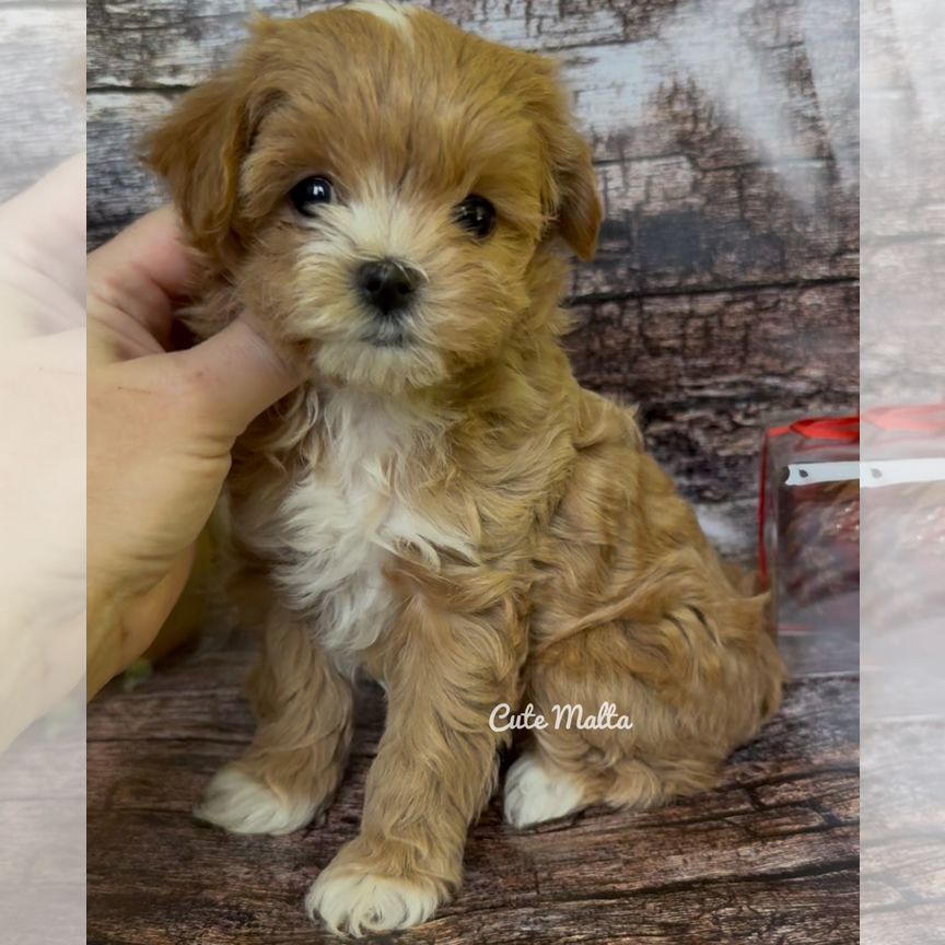 Мальтипу, щенок