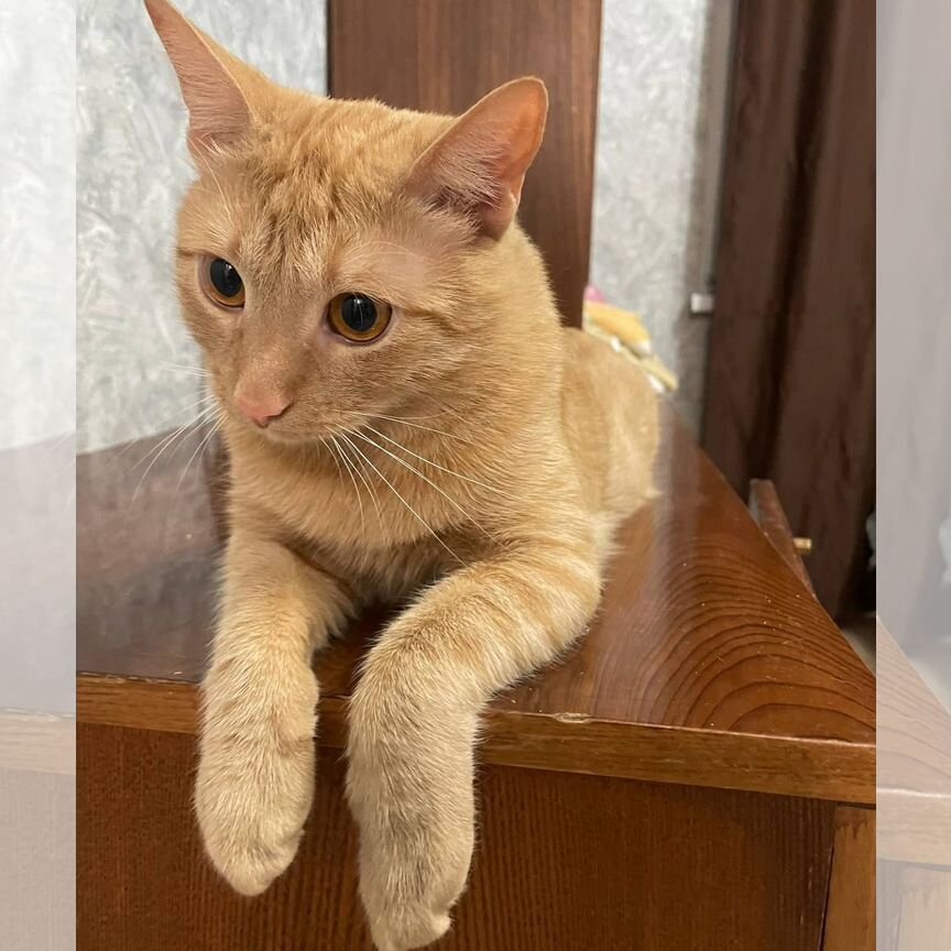 Взрослый кот в добрые руки