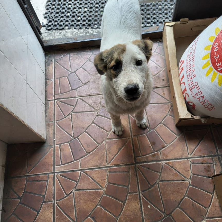 Отдам друга, помесь с алабаем