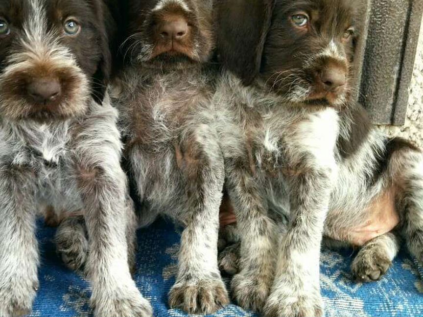 Щенки дратхаара