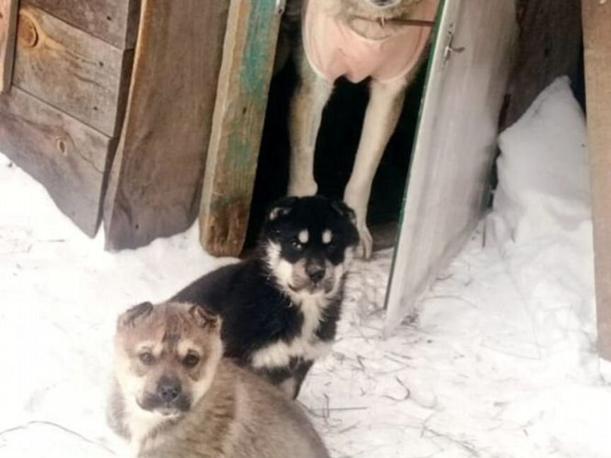 Собака в добрые руки