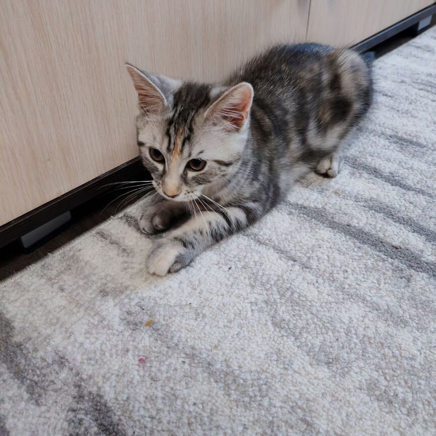 Отдам котёнка