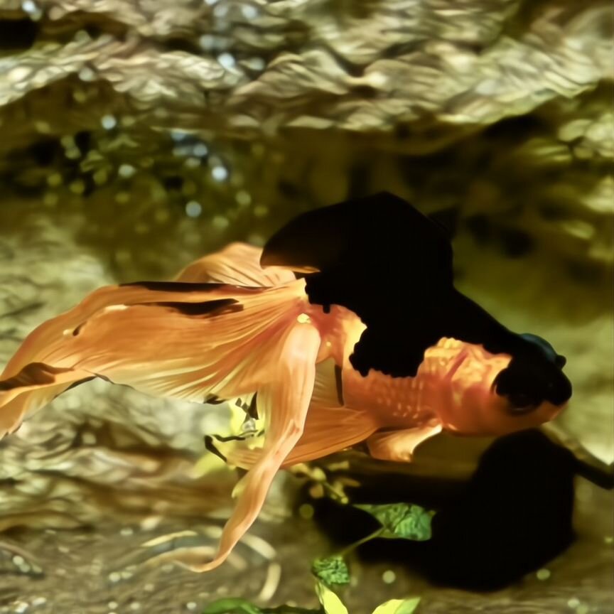 Золотая рыбка телескоп вуалевый