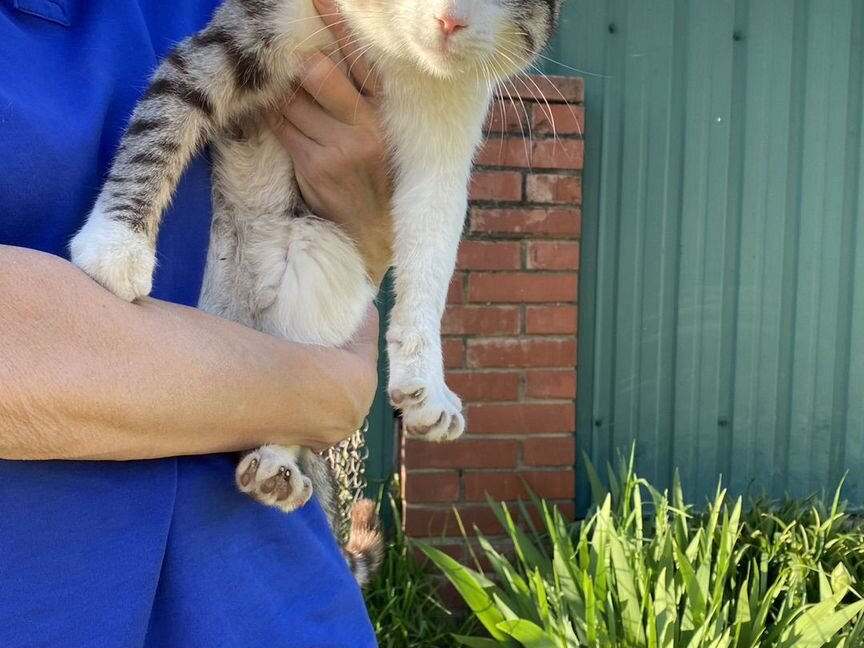 Котики бесплатно в добрые руки