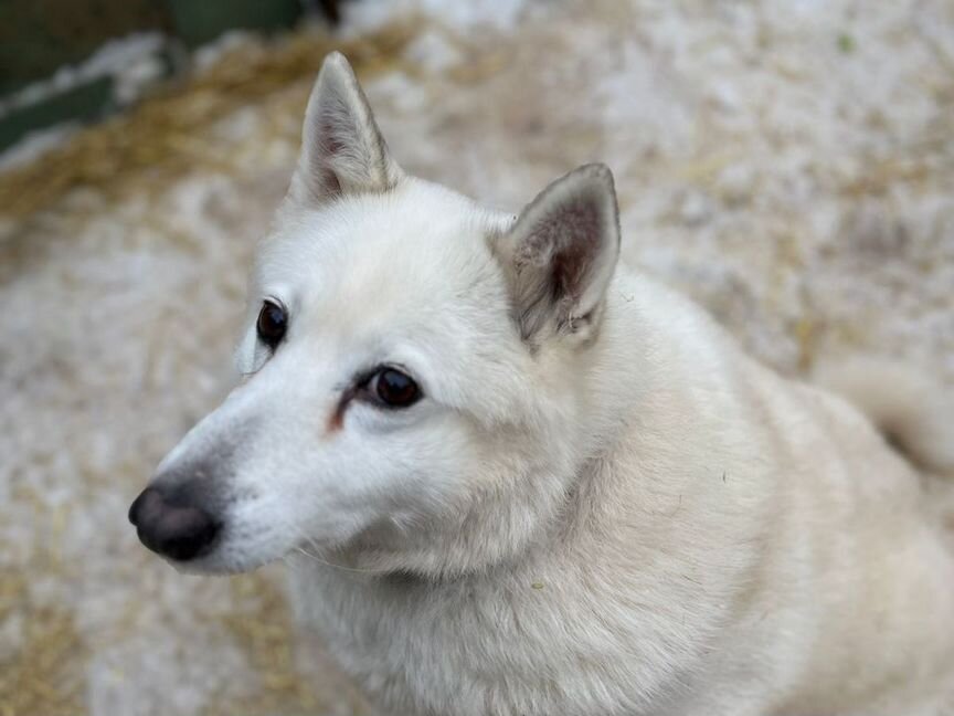 Собака ищет дом