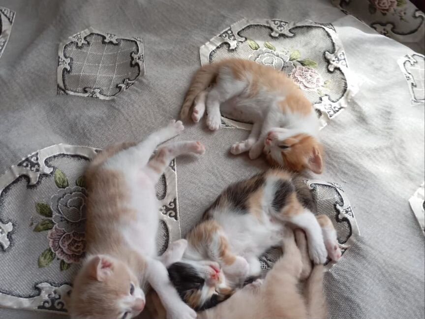 Котятки в добрые руки, от хорошей крысоловочки