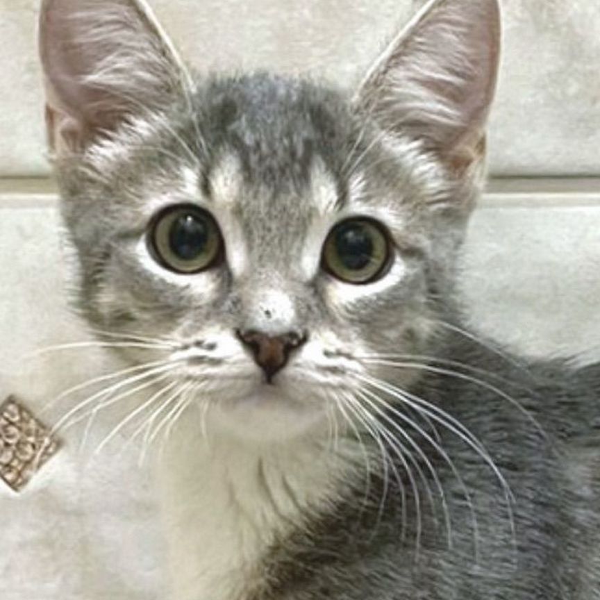 Котенок девочка в добрые руки