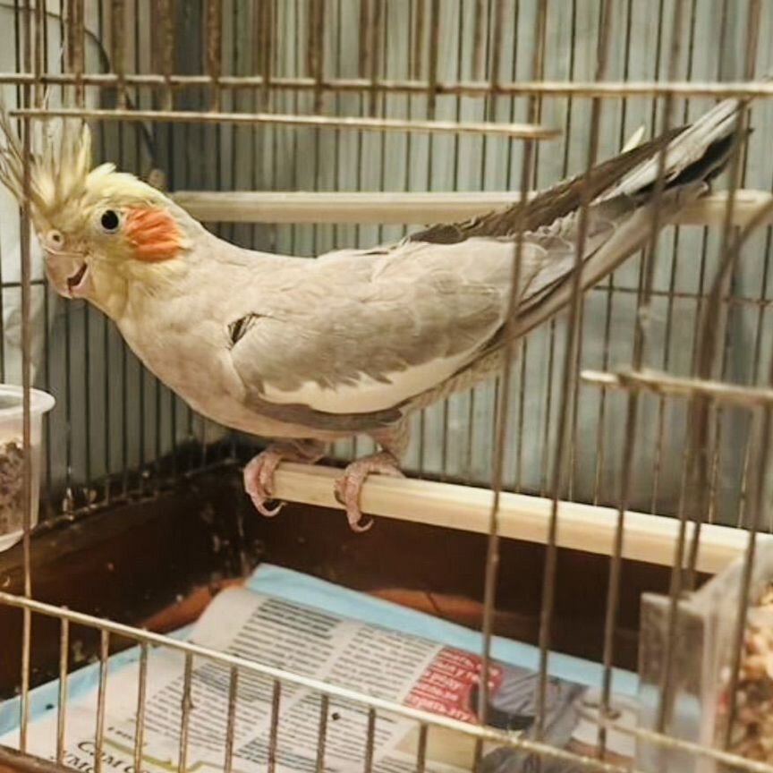 Попугай корелла девочка   Клетка в подарок