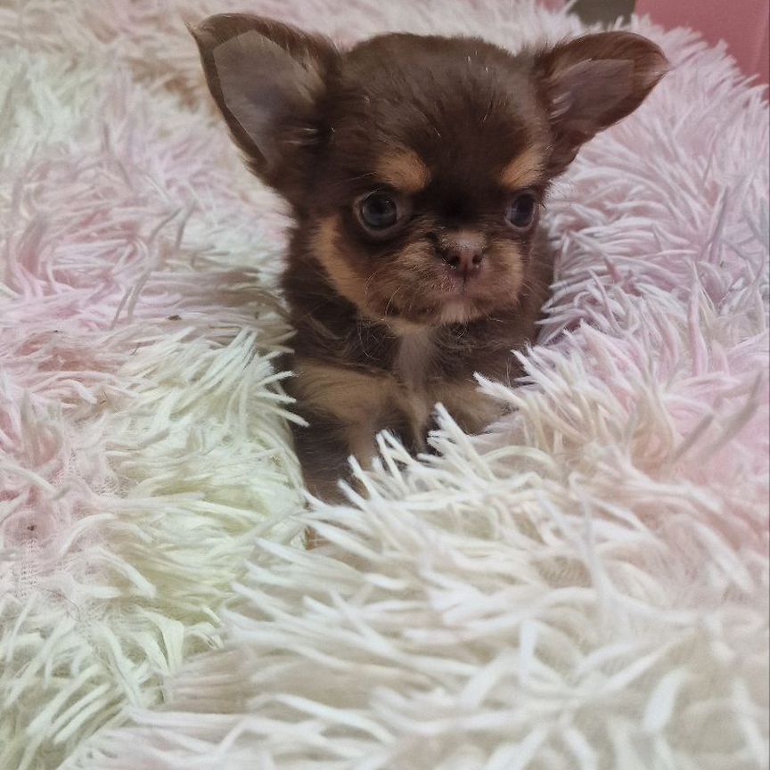 Чихуахуа мини девочка