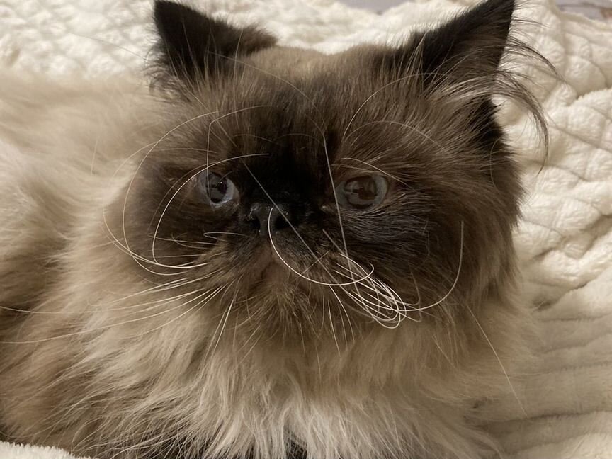Персидский кот