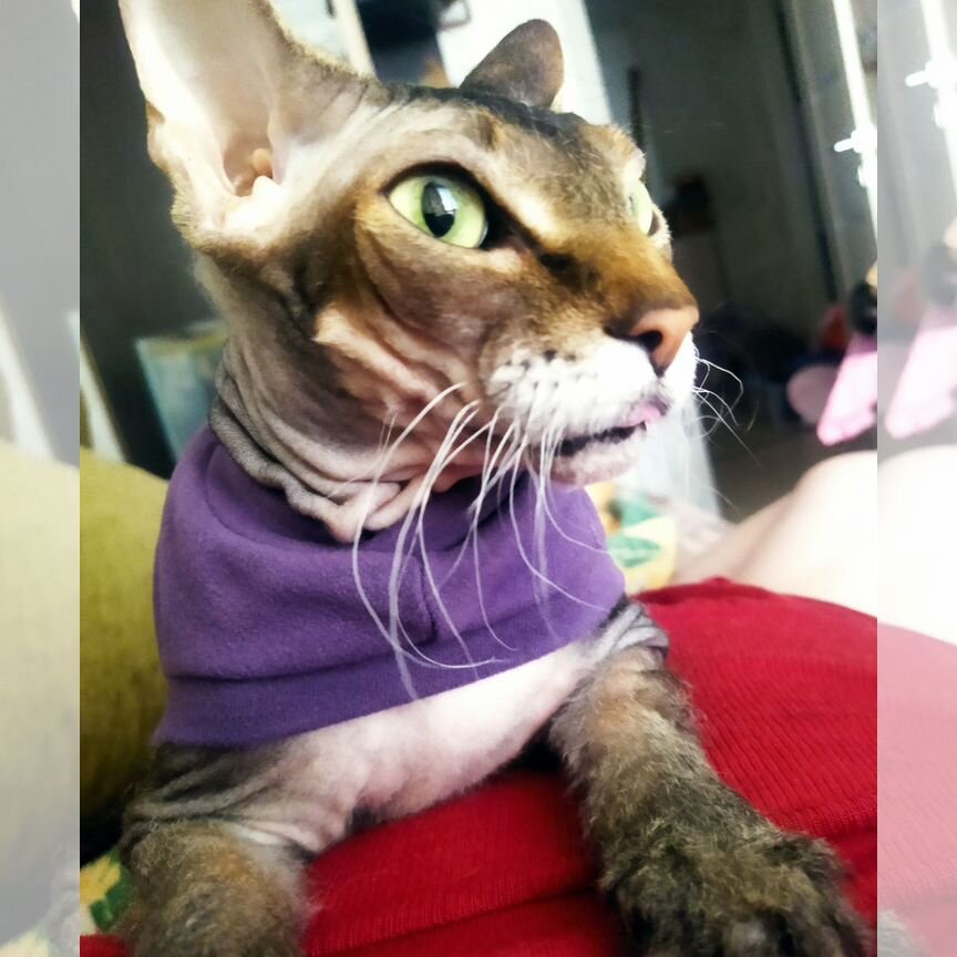 Донской сфинкс, взрослый кот