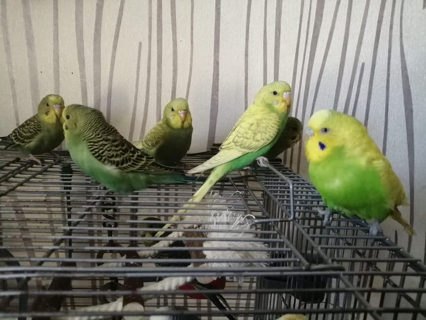 Птенцы волнистый попугай