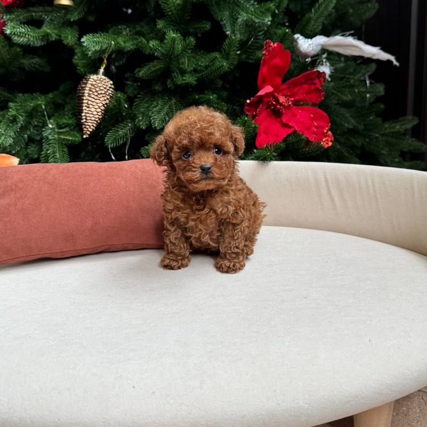 Той-пудель, щенок