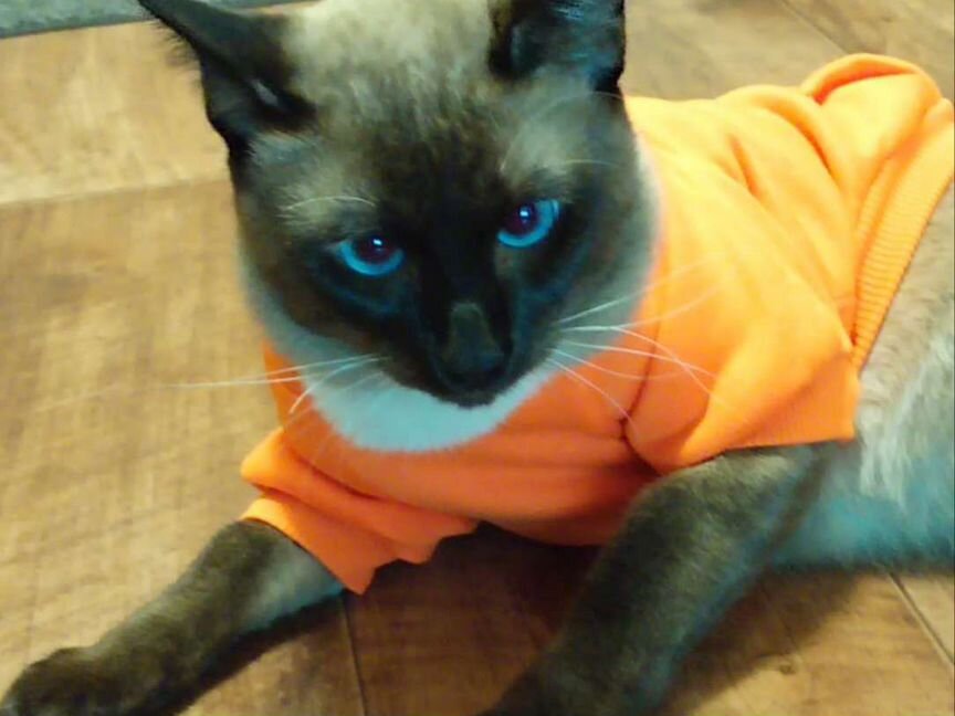 Меконгский бобтейл вязка