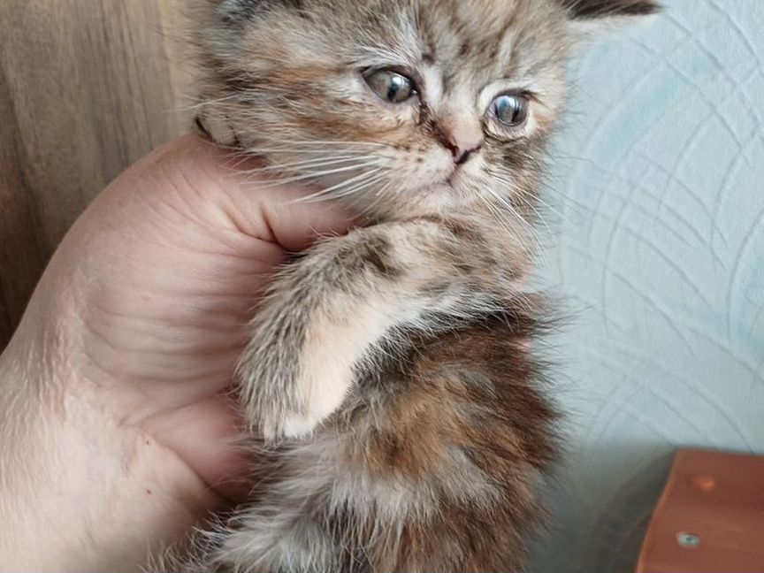 Прелестная милая малышка от мамы экзотки