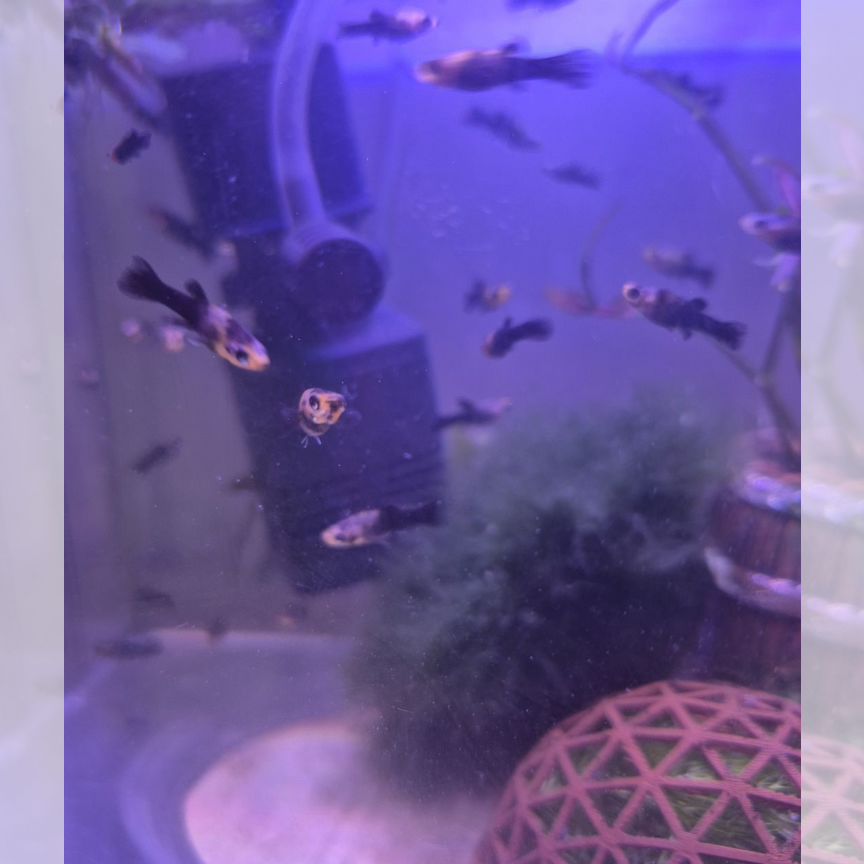 Моллинезия рыбки аквариумные 2 месяца