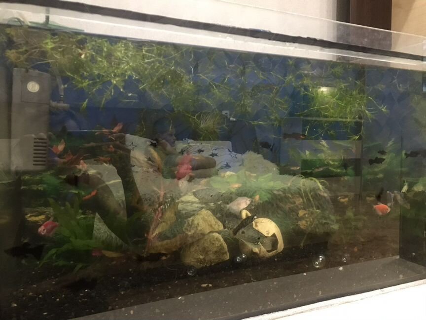 Аквариума