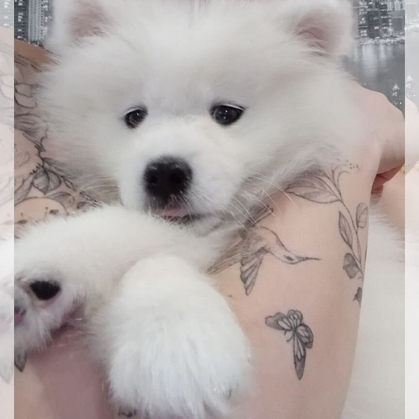 Самоедская собака, щенок