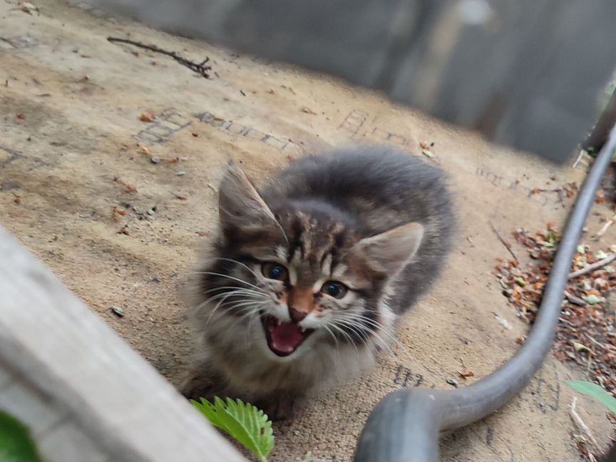 Найден котенок