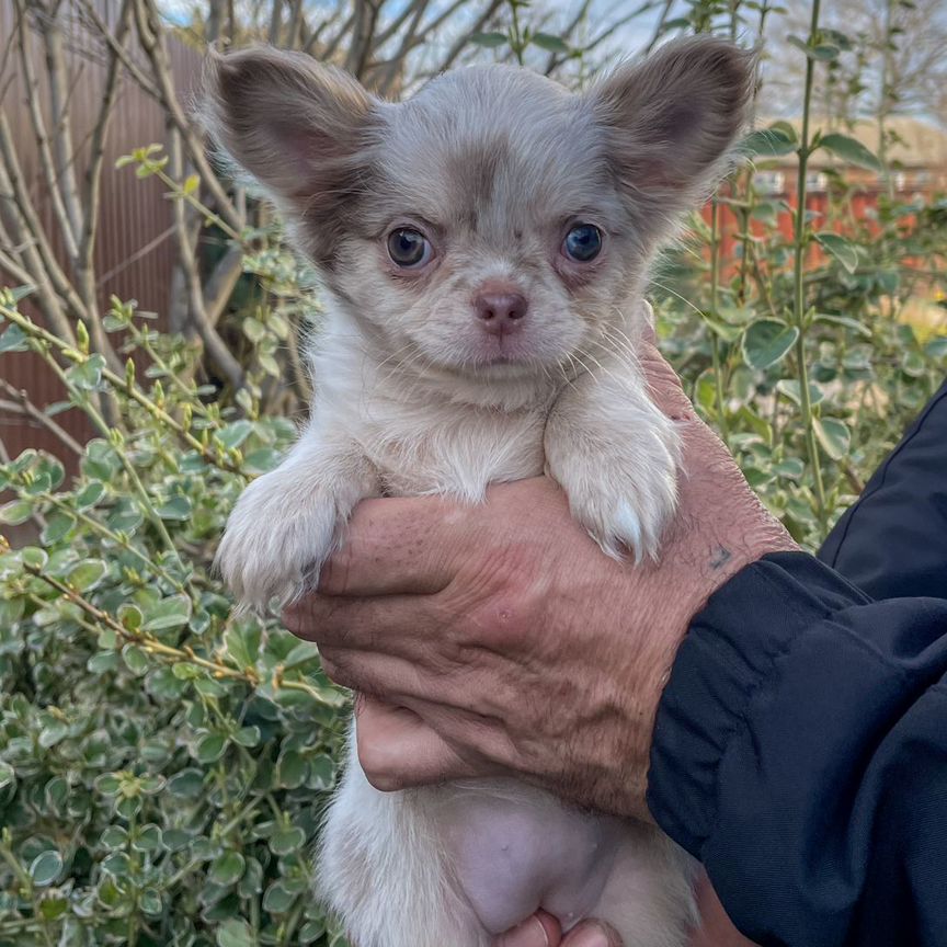 Чихуахуа, щенок