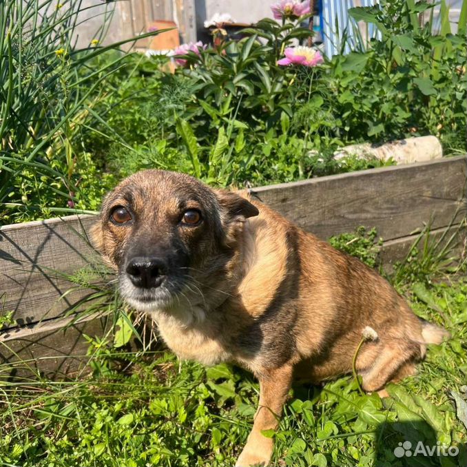 Кнопа мелкашка стерилизована