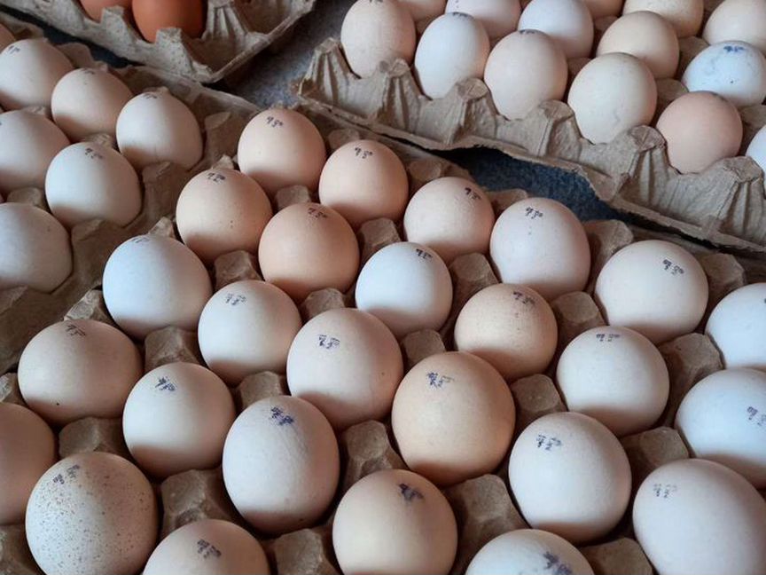 Инкубационное яйцо бройлера кобб 700