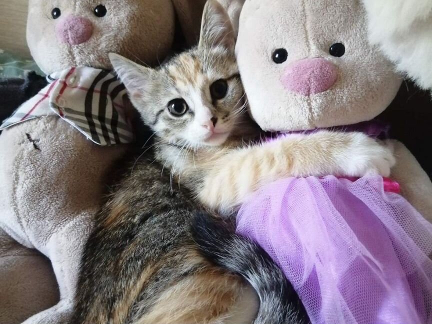 Котенок девочка