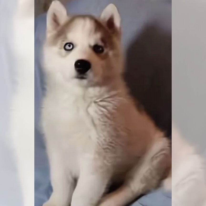 Сибирский хаски, щенок