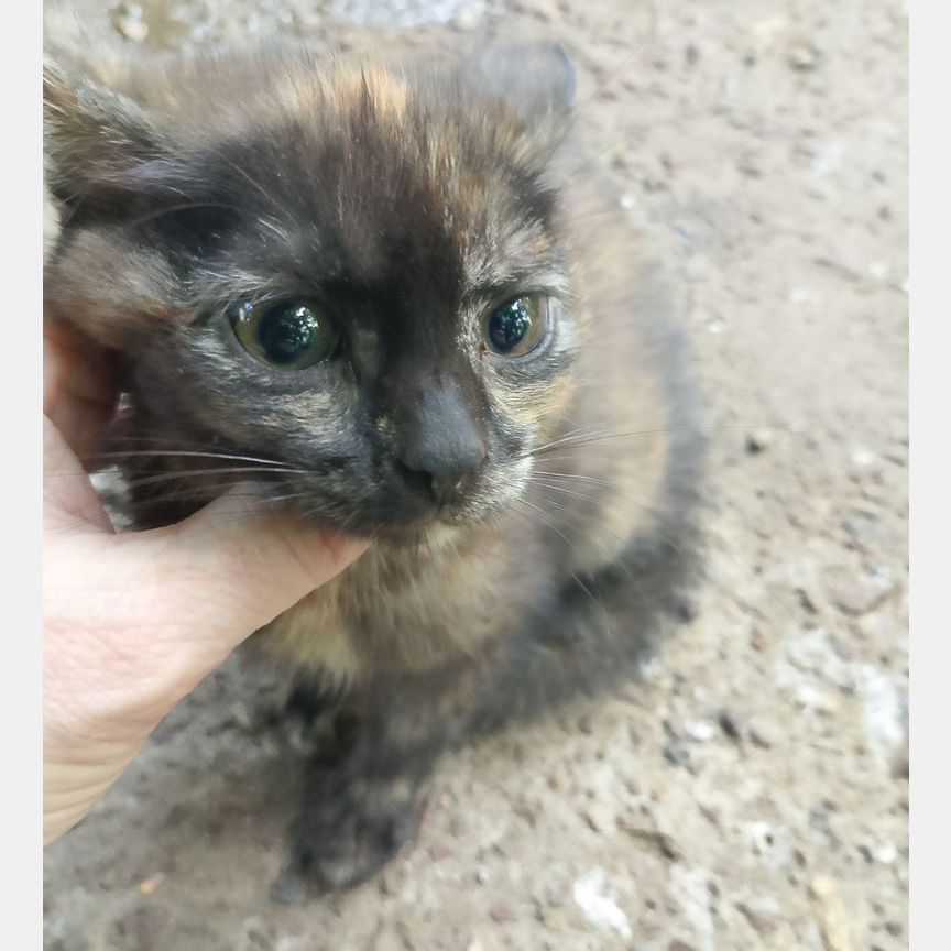 Котенок черно рыжий коричневый