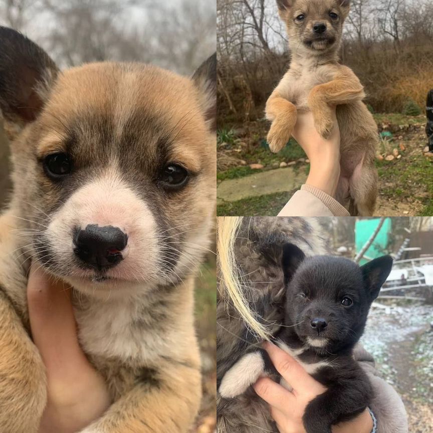 Щенки в добрые руки бесплатно