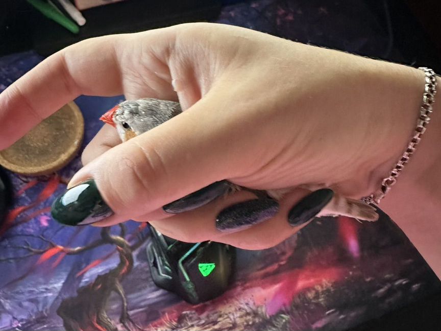 Амадина зебровая