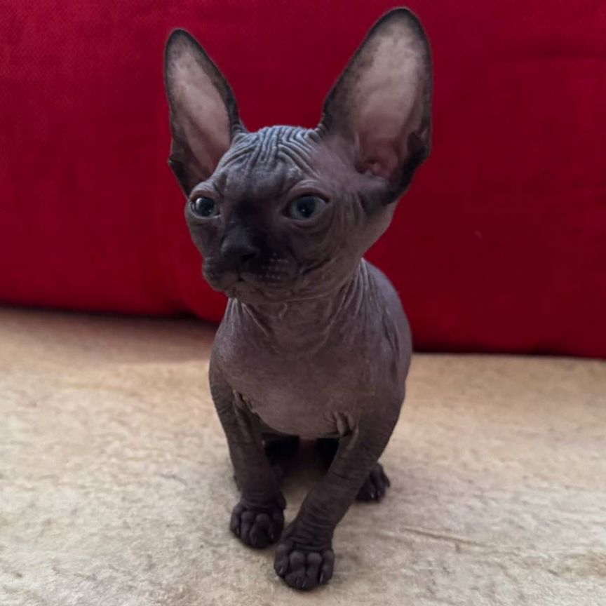 Канадский сфинкс котёнок