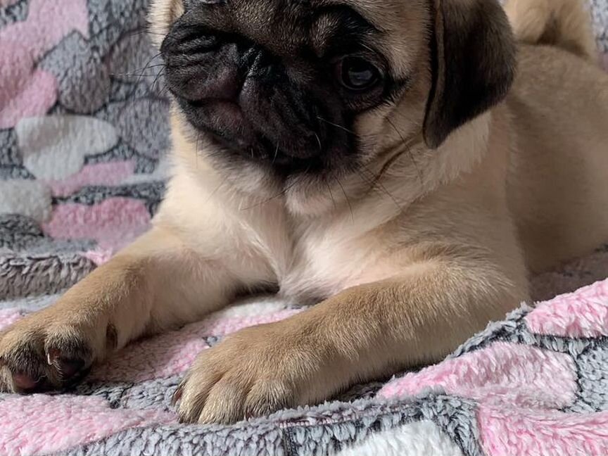 Щенки мопса