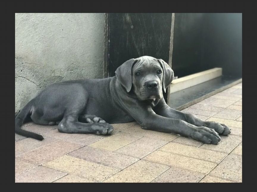 Щенок кане корсо