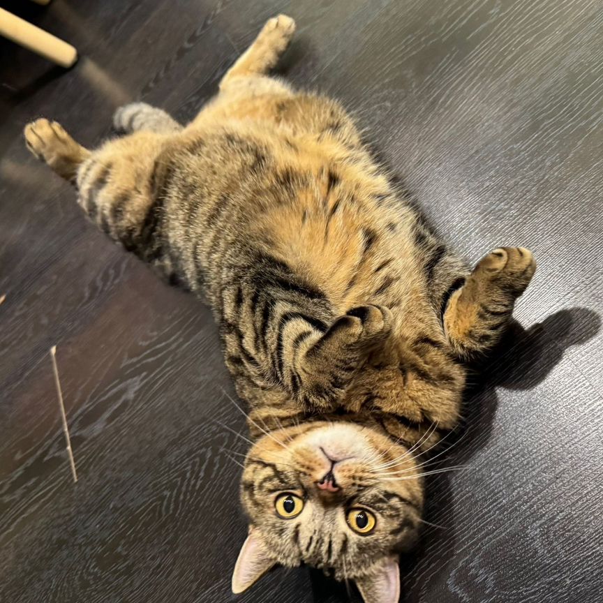 Шотландский прямоухий короткошёрстный, взрослый кот