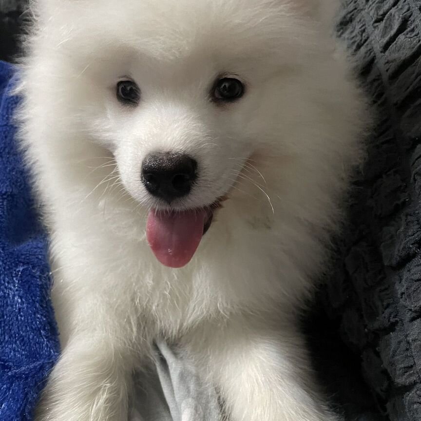 Щенки самоеда