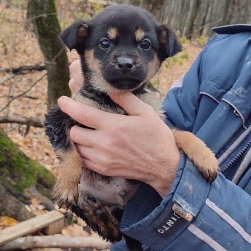 Щенок в добрые руки