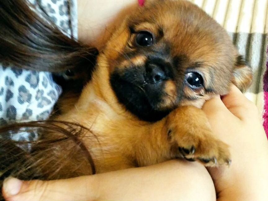 Щенки карликового пинчера