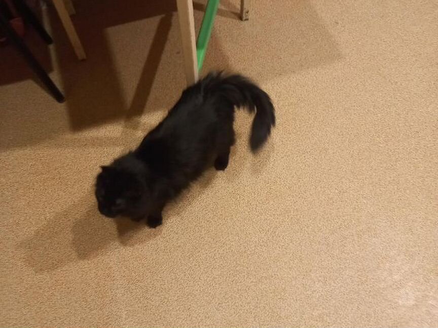 Адам сибирку кошечку