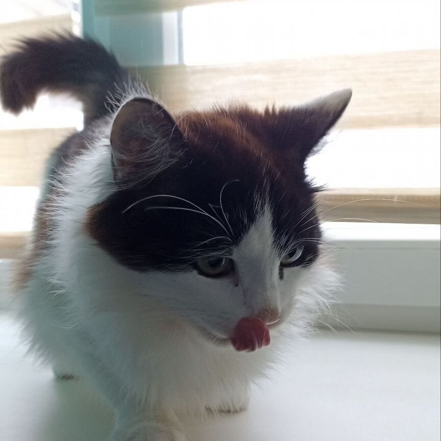 Кот в добрые руки