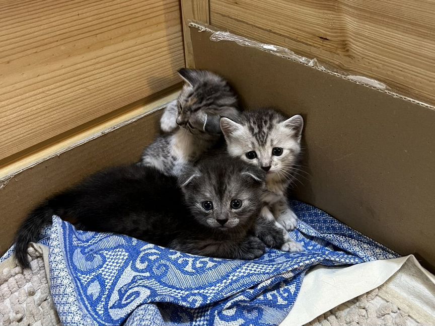 Шотландские котята