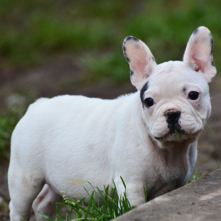 Французский бульдог, щенок