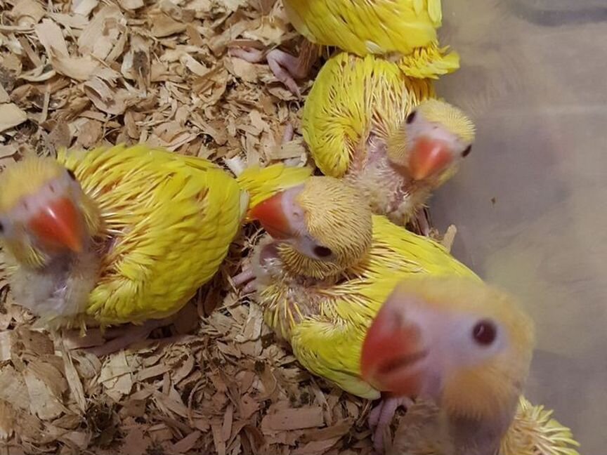 Выкормыши ожереловые желтые