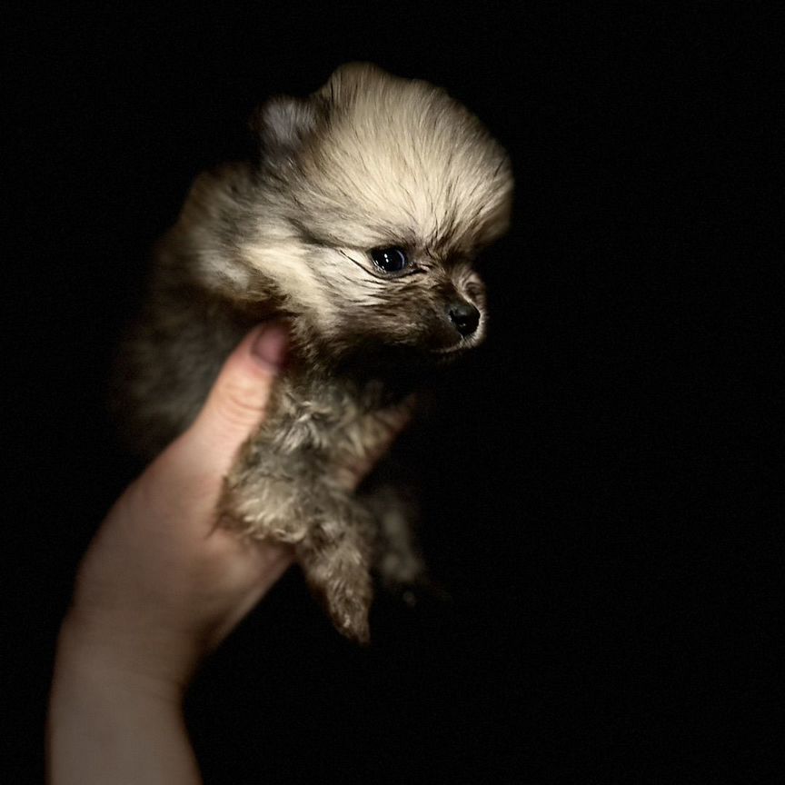 Померанский шпиц в медвежьем типе