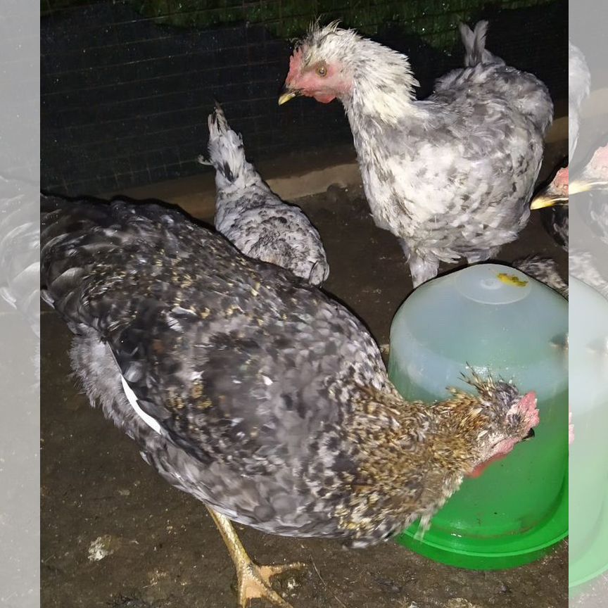 Молодые петухи