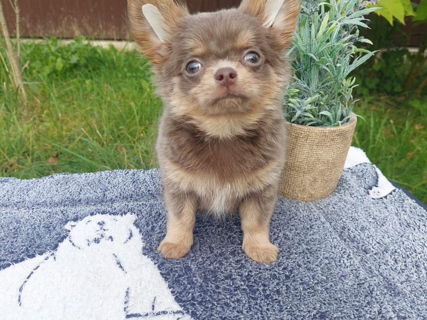 Изабелловый малыш для ценителей породы