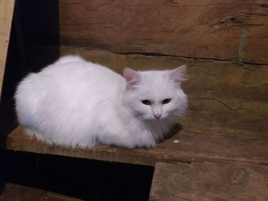 Белая кошка